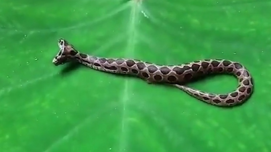 Video: Con rắn vắt vẻo qua đường dây điện trên cao để bắt chim | VOV.VN