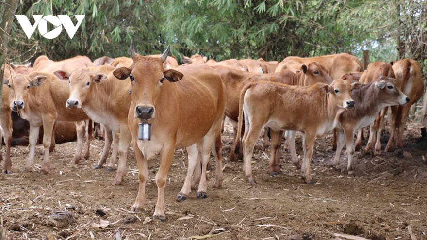 IFC helps GreenFeed Vietnam expand sustainable livestock productioname]