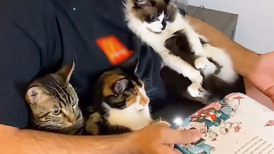 Chú mèo mướp nhút nhát bỗng nhiên bạo dạn và quấn quýt bé gái mới sinh ...