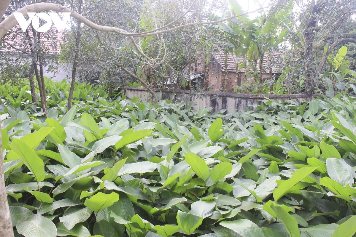 Bustling Dong leaf village in harvesting season for Tet