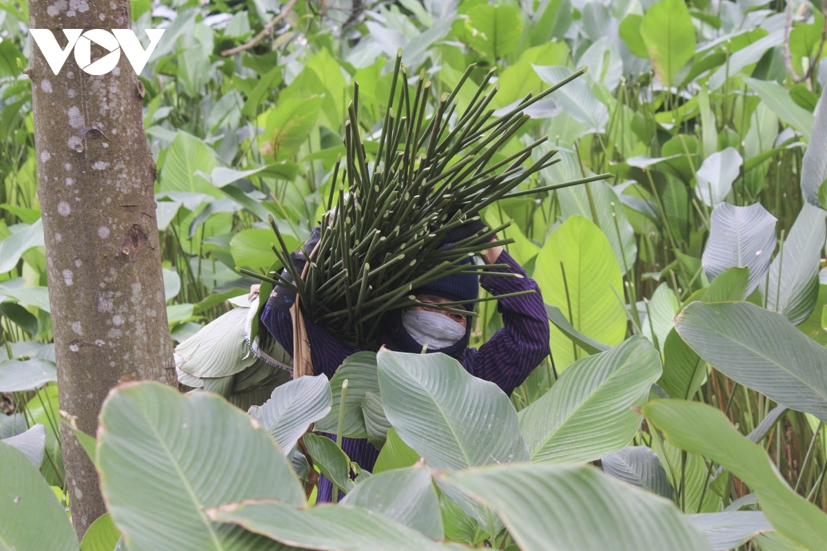 Bustling Dong leaf village in harvesting season for Tet