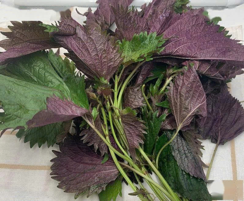 Lá tía tô: “Siêu thực phẩm” tự nhiên mang lại lợi ích cho sức khỏe và ...