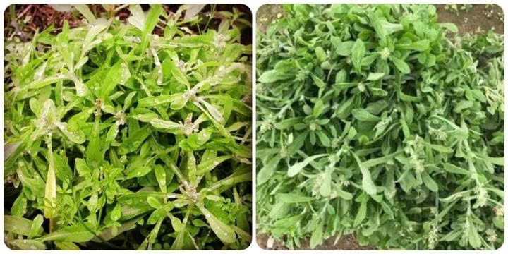 Rau khúc - loại rau mọc ven ruộng và những công dụng bất ngờ