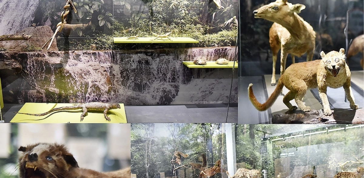 New check-in spots open for young visitors at Hanoi Museum from February 3