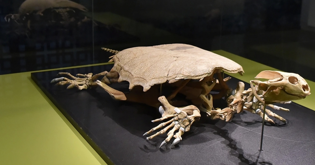 New check-in spots open for young visitors at Hanoi Museum from February 3