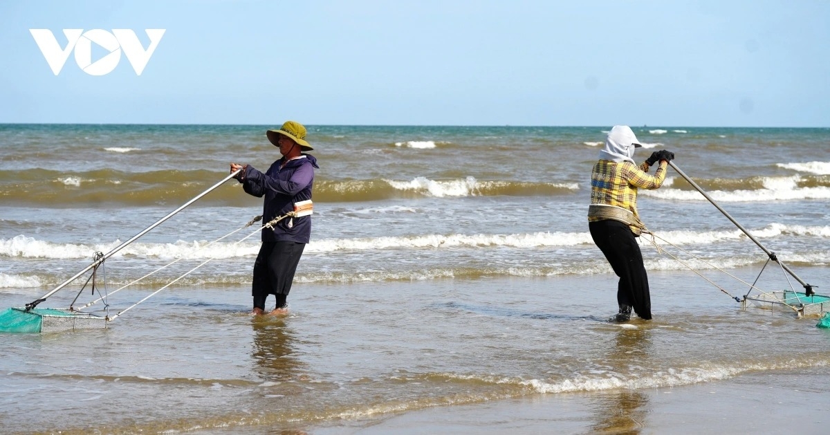 A hardworking day of mini clam diggers along Thanh Hoa beach