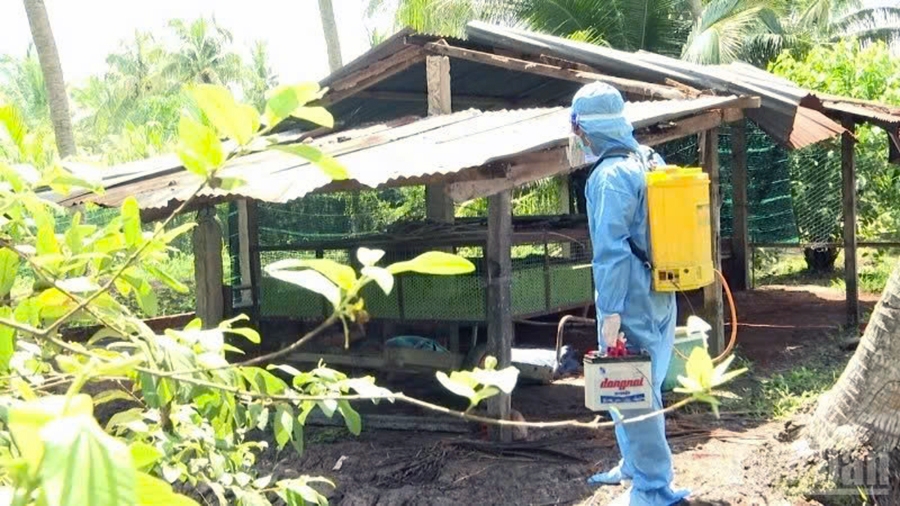 Dong Thap detects H5N1 avian influenza outbreak, culls infected ducks