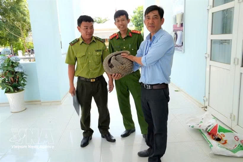 Lam Dong: Rare pangolin voluntarily handed over by resident