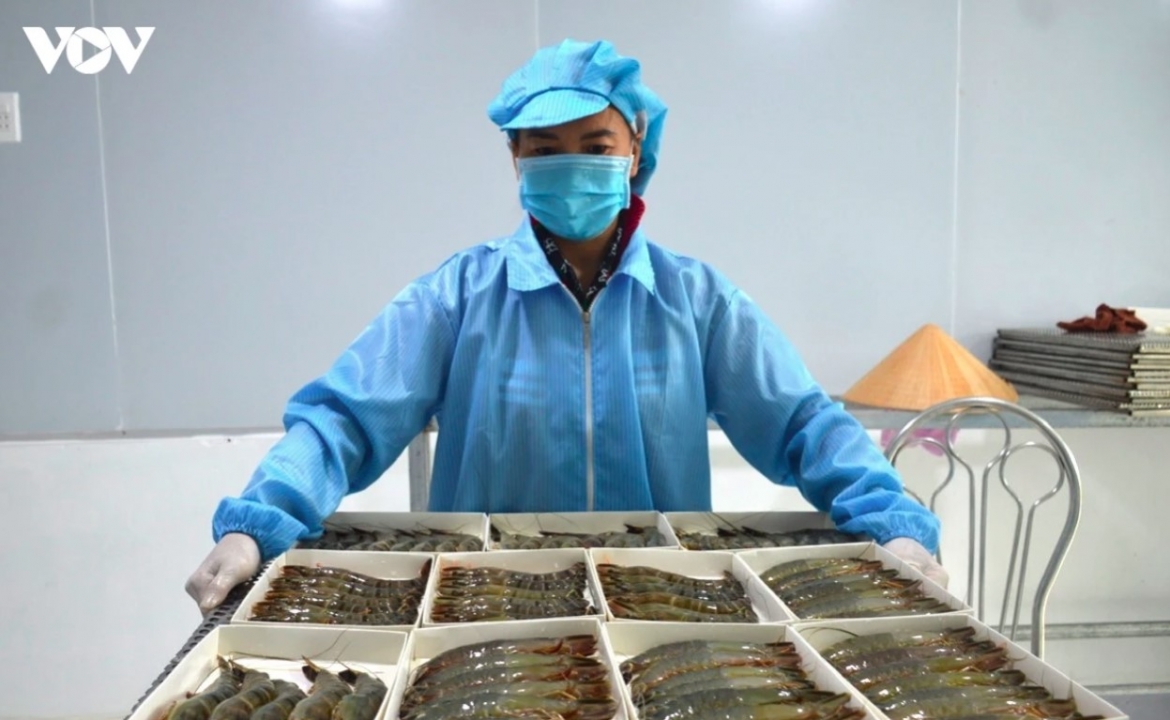 Shrimp, pangasius continue to drive seafood export growth