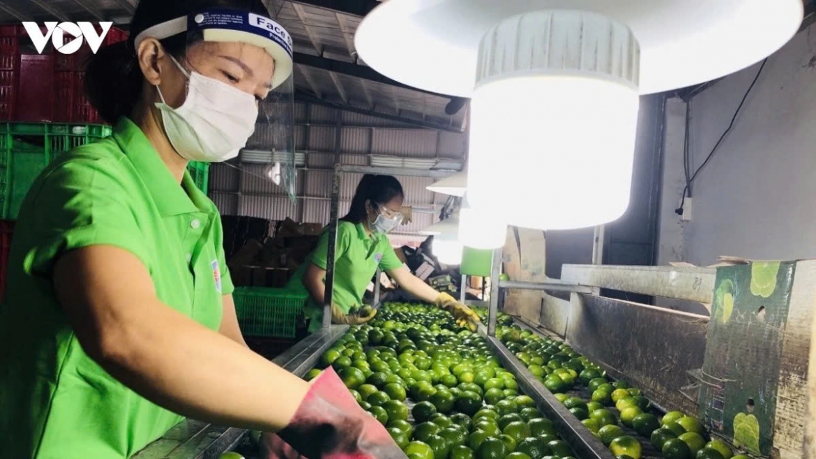 Vietnamese fruit exporters seek trade opportunities in Guangxi