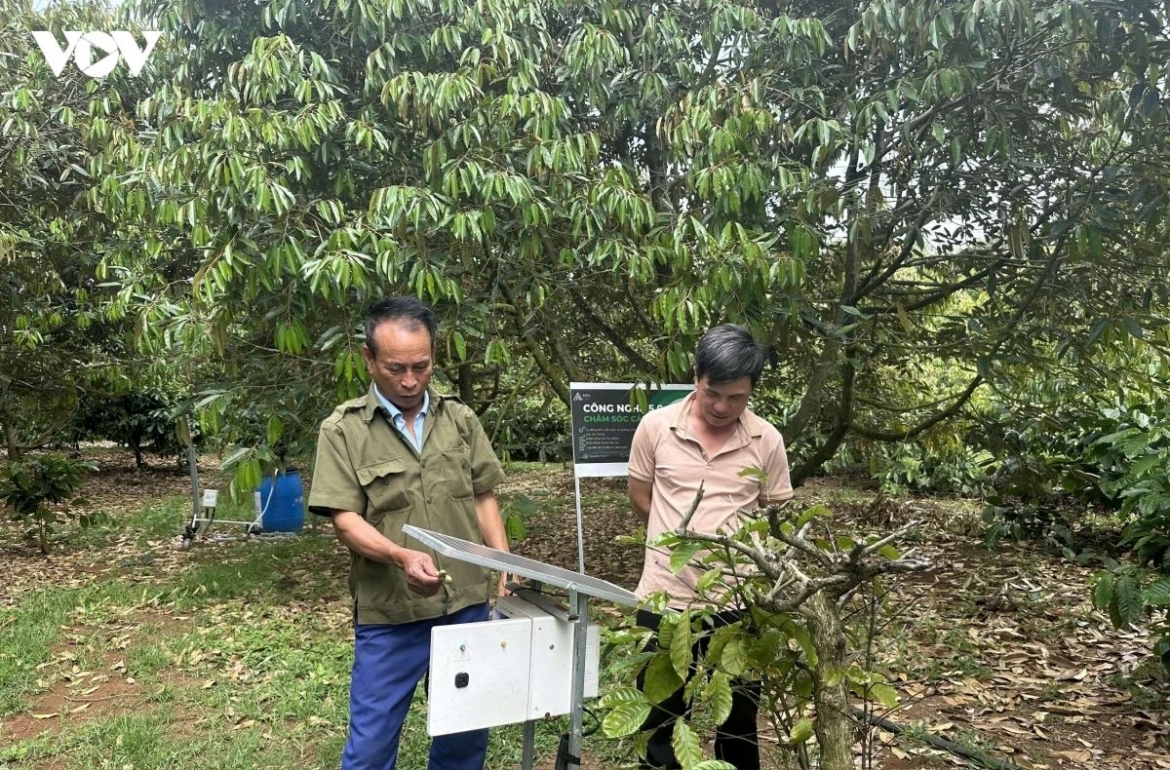Green lane seen as boost for Central Highlands durian exports