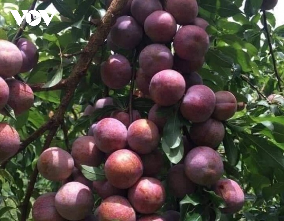 Mận tam hoa Bắc Hà lên sàn thương mại điện tử