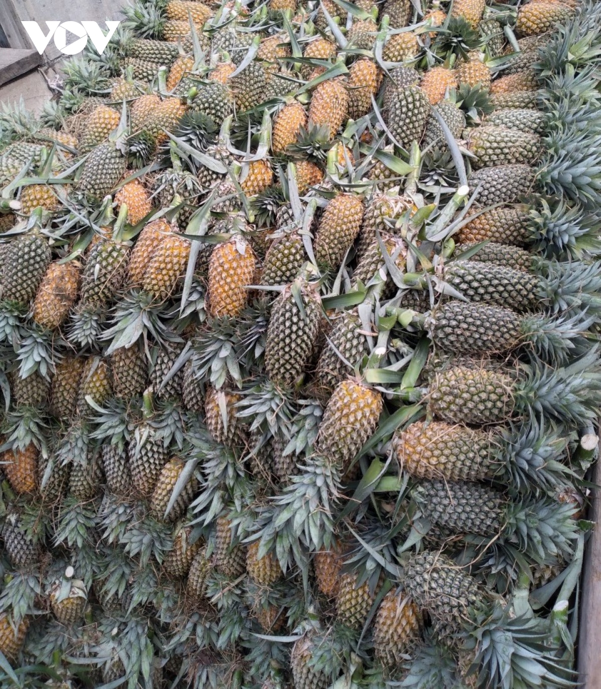 Cây khóm chinh phục vùng Đồng Tháp Mười