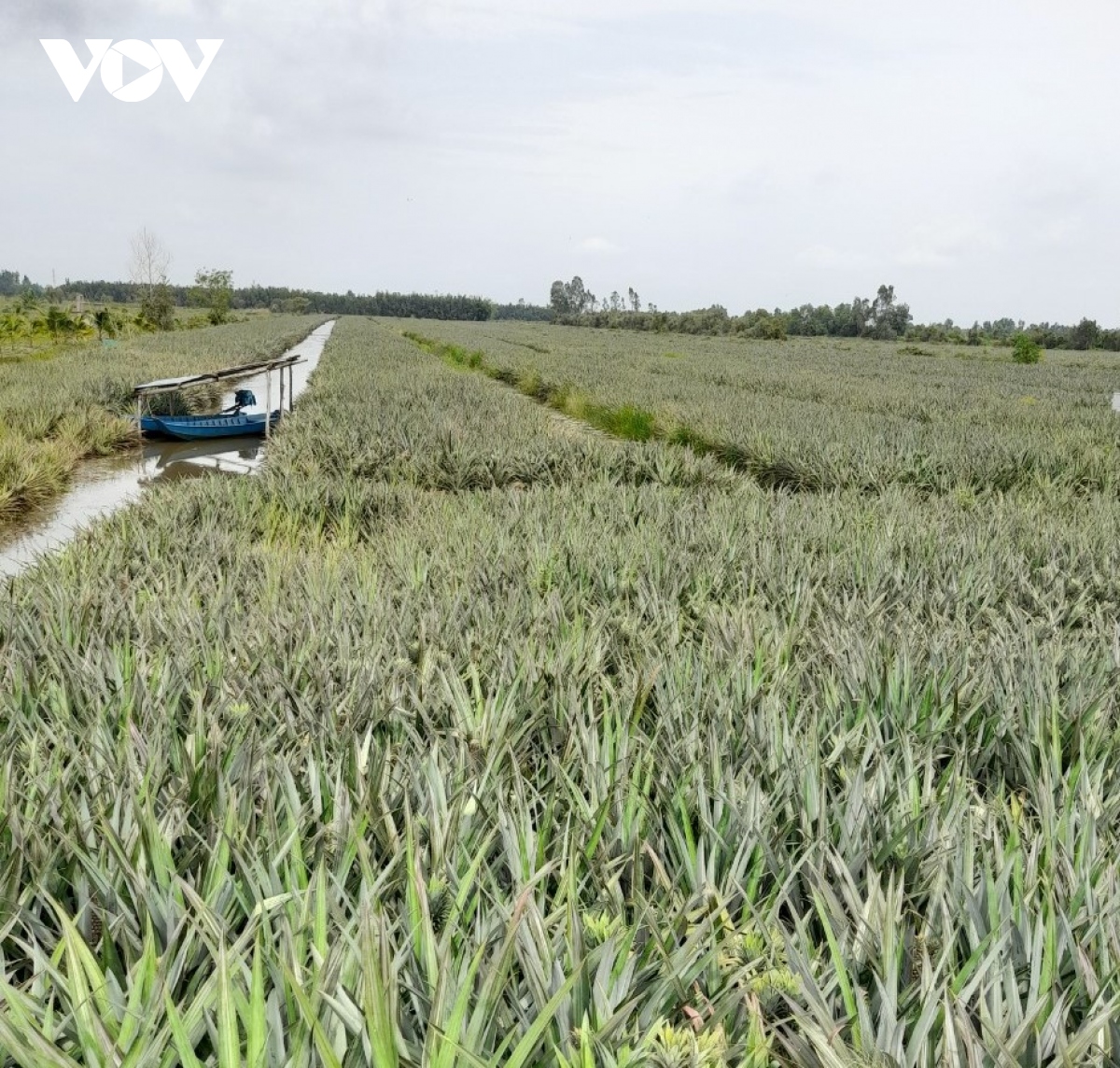 Cây khóm chinh phục vùng Đồng Tháp Mười