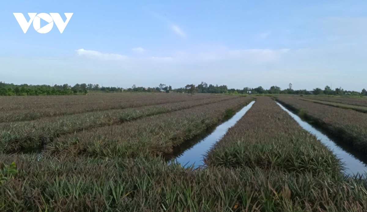 Cây khóm chinh phục vùng Đồng Tháp Mười