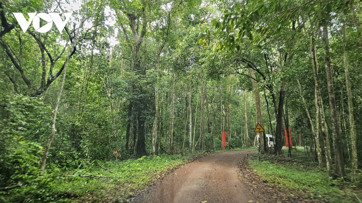 Về chiến khu Đ nghe chuyện giết cọp ba móng giữa đại ngàn