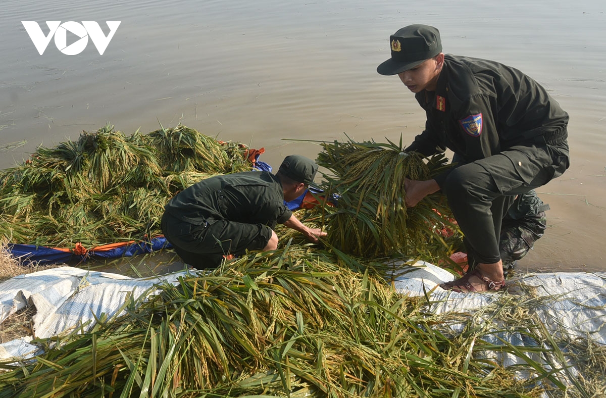 Công an ngâm mình trong nước lũ, gặt lúa giúp dân ngoại thành Hà Nội
