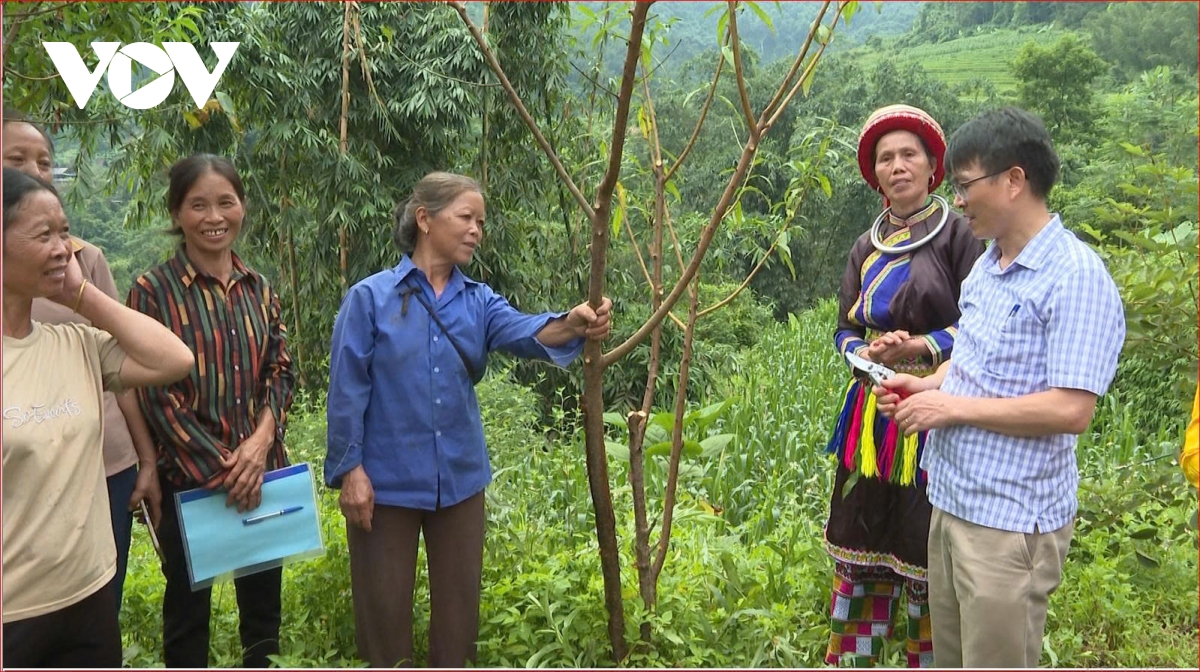 Người “giữ lửa” niềm tin ở bản Dao Phiêng Phàng