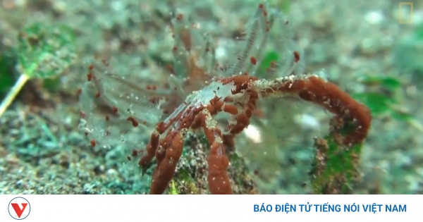 Video: Chú cua “tái sử dụng” bọt biển từ lớp vỏ cũ để ngụy trang | VOV.VN