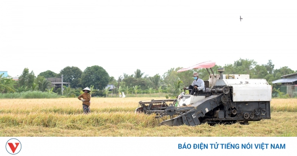 Thu hoạch lúa Hè Thu “tránh dịch”