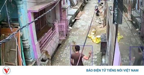 Cả một tiểu đội khỉ tấn công và trêu ngươi người đàn ông Ấn Độ