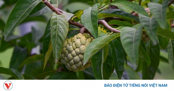 Na Chi Lăng Vàng mọc trên núi đá vôi