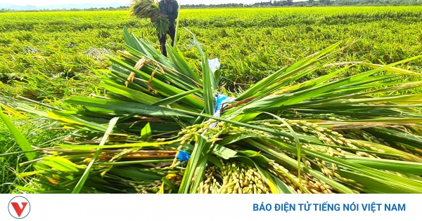 Dông lốc dữ dội, nông dân Quảng Bình ngậm ngùi gặt lúa nửa xanh nửa chín