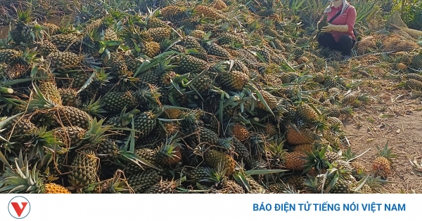 Cây khóm chinh phục vùng Đồng Tháp Mười