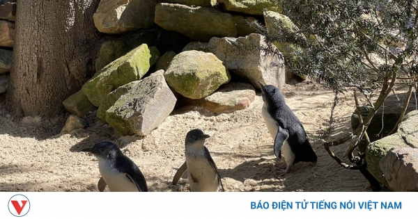 vov.vn Hình ảnh dễ thương của chim cánh cụt tiên là loài penguin nhỏ nhất