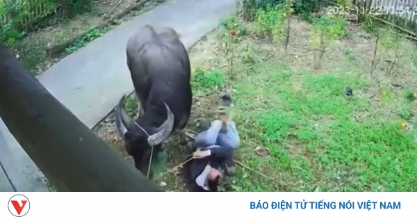 Bắc Kạn: Trâu "điên" xông vào nhà húc gẫy chân chủ nhà