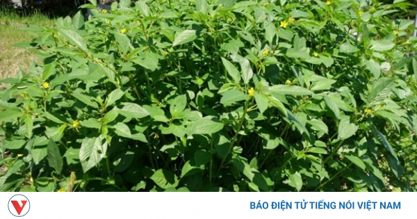 Bán đầy chợ Việt với giá “rẻ như cho”, loại rau này lại bổ dưỡng ngang ...