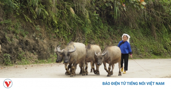 Tết “Khoăn vài”- gọi vía trâu của người Tày - Nùng