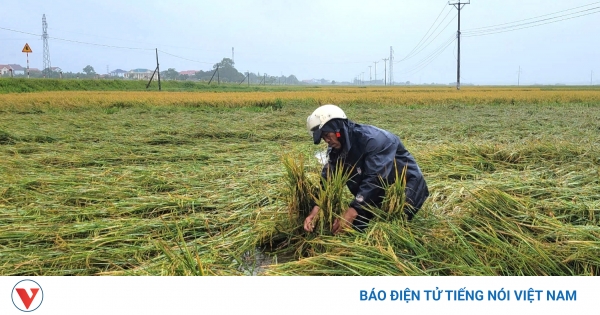 Lúa sắp thu hoạch ngã rạp, ngâm nước sau mưa dông