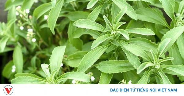 Vì sao cỏ ngọt được xem là lựa chọn thay thế đường an toàn?