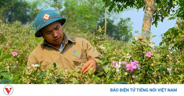 Rời phố về quê, bác sĩ thú y trồng sim làm nông nghiệp sạch