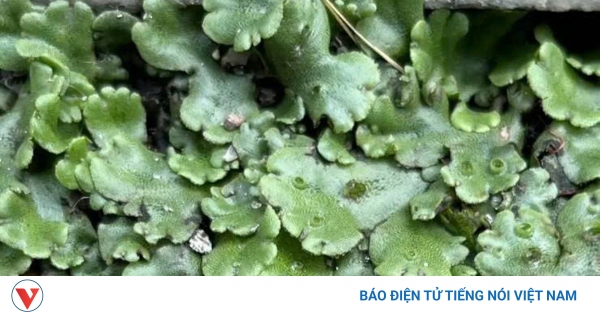 Loài cây mọc dại ven suối không ai “ngó”, nay thành “hàng quý” giá 400. ...