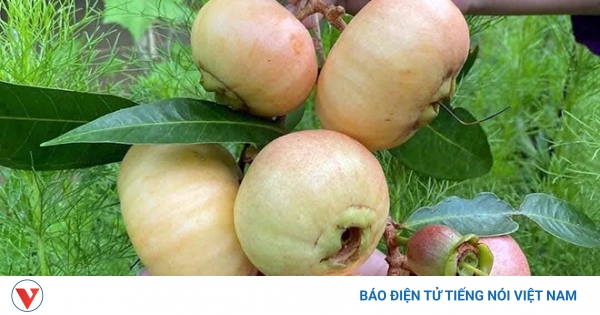 Mận lý - Trái cây “gây thương nhớ” ngọt ngào thành đặc sản 200.000 đồng/kg