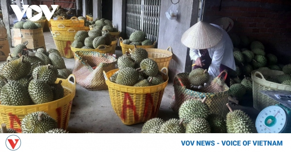 30 batches of Vietnamese durian to China contaminated with cadmium