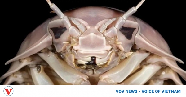 Giant Vietnamese sea bug spotlighted by Singaporean media