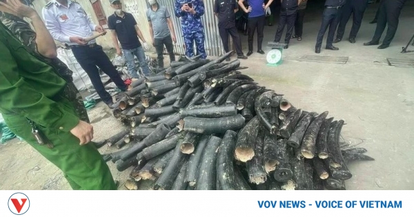 Media campaign launched to combat illegal ivory trade among tourists