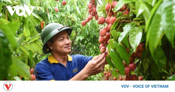 Vietnam ranks second in global lychee production