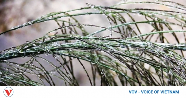 Cold weather persists across northern Vietnam