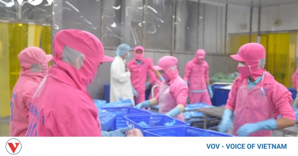 Pangasius exports surpass target amid sustainability challenges