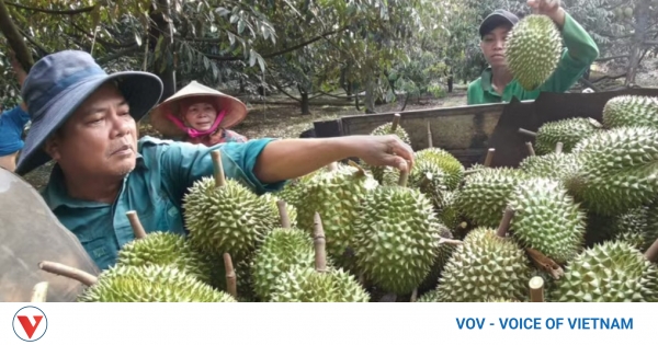 Vietnamese durian gains access to new markets
