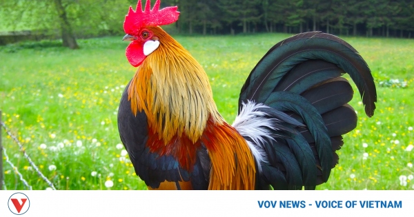 Rooster in Vietnam folklore | VOV.VN