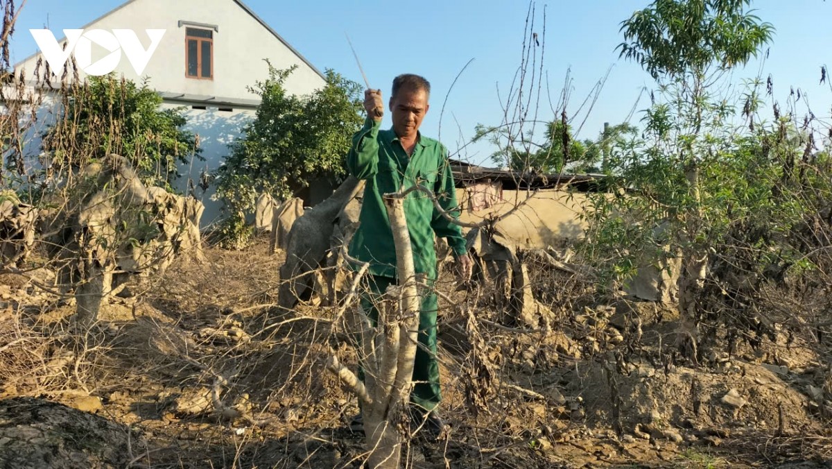 Hoang Van Doanh (Dusun Cam Gia 4, Kecamatan Gia Sang, Provinsi Thai ...