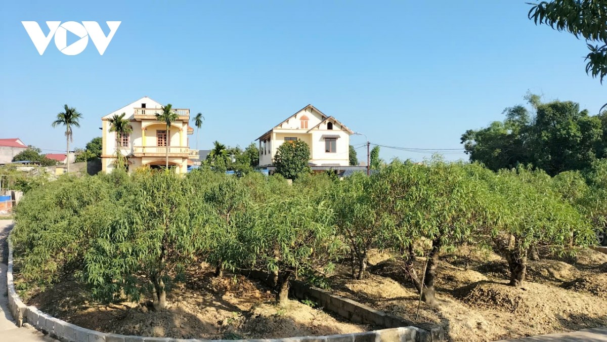 Menghidupkan Kembali Musim Bunga Hari Raya Tet di Cam Gia, Provinsi ...